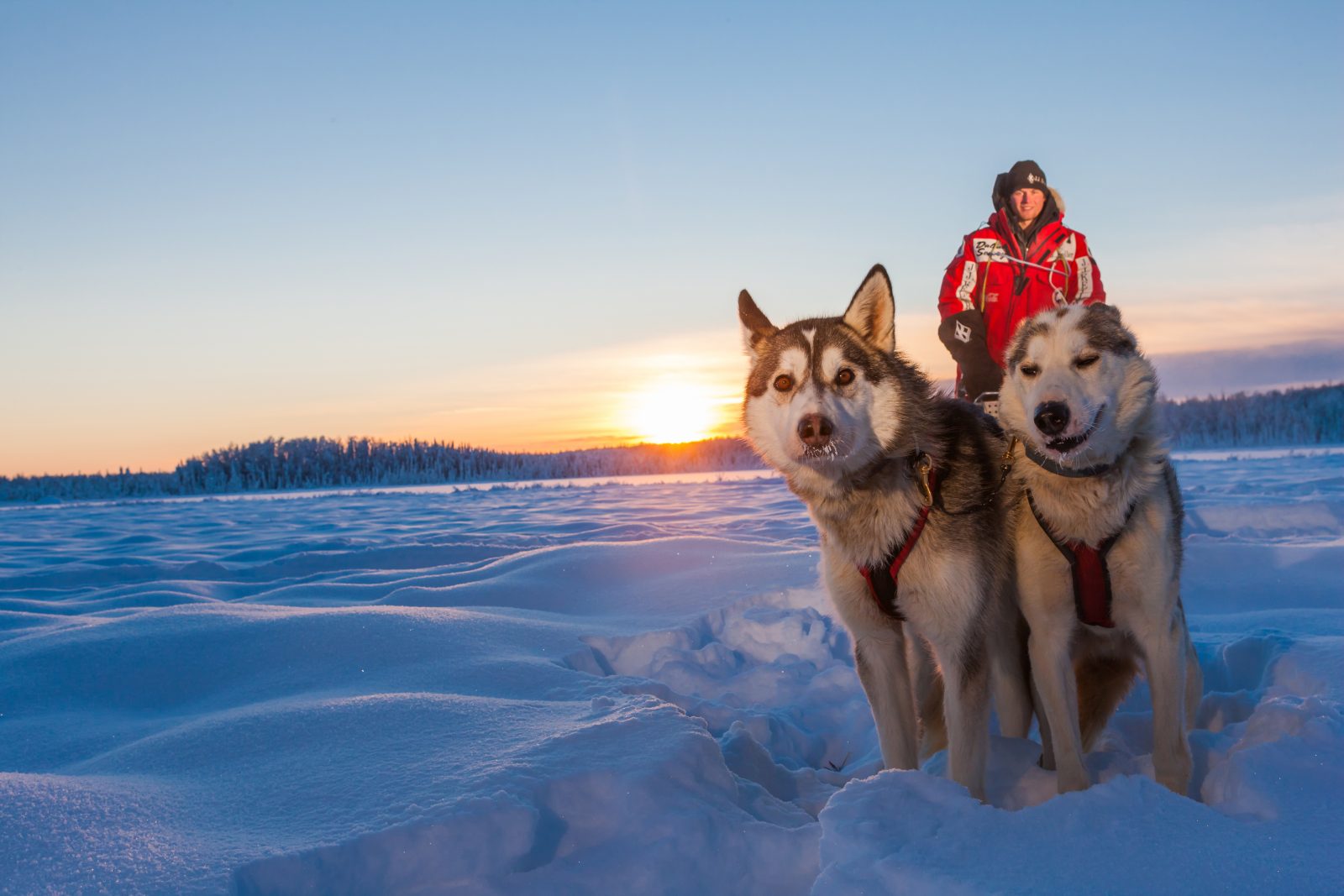 Alaskan Sleigh Dogs | Heroes and Tails